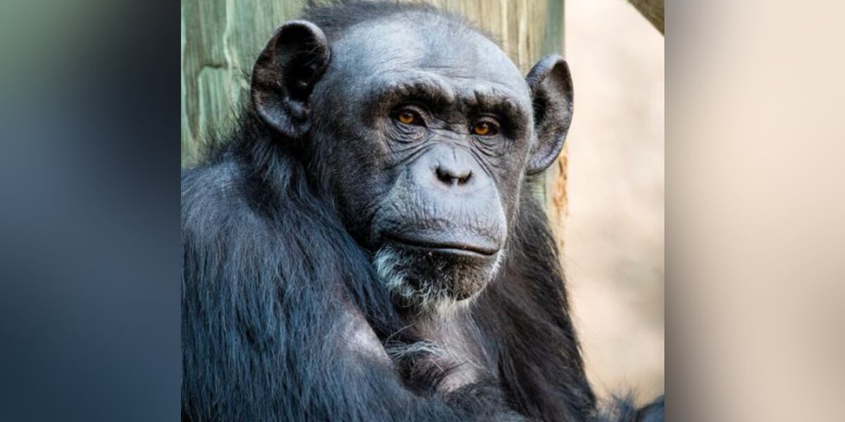Zoo announces death of twin chimpanzees born 6 weeks early; mother ... Zoo announces death of twin chimpanzees born 6 weeks early; mother ...